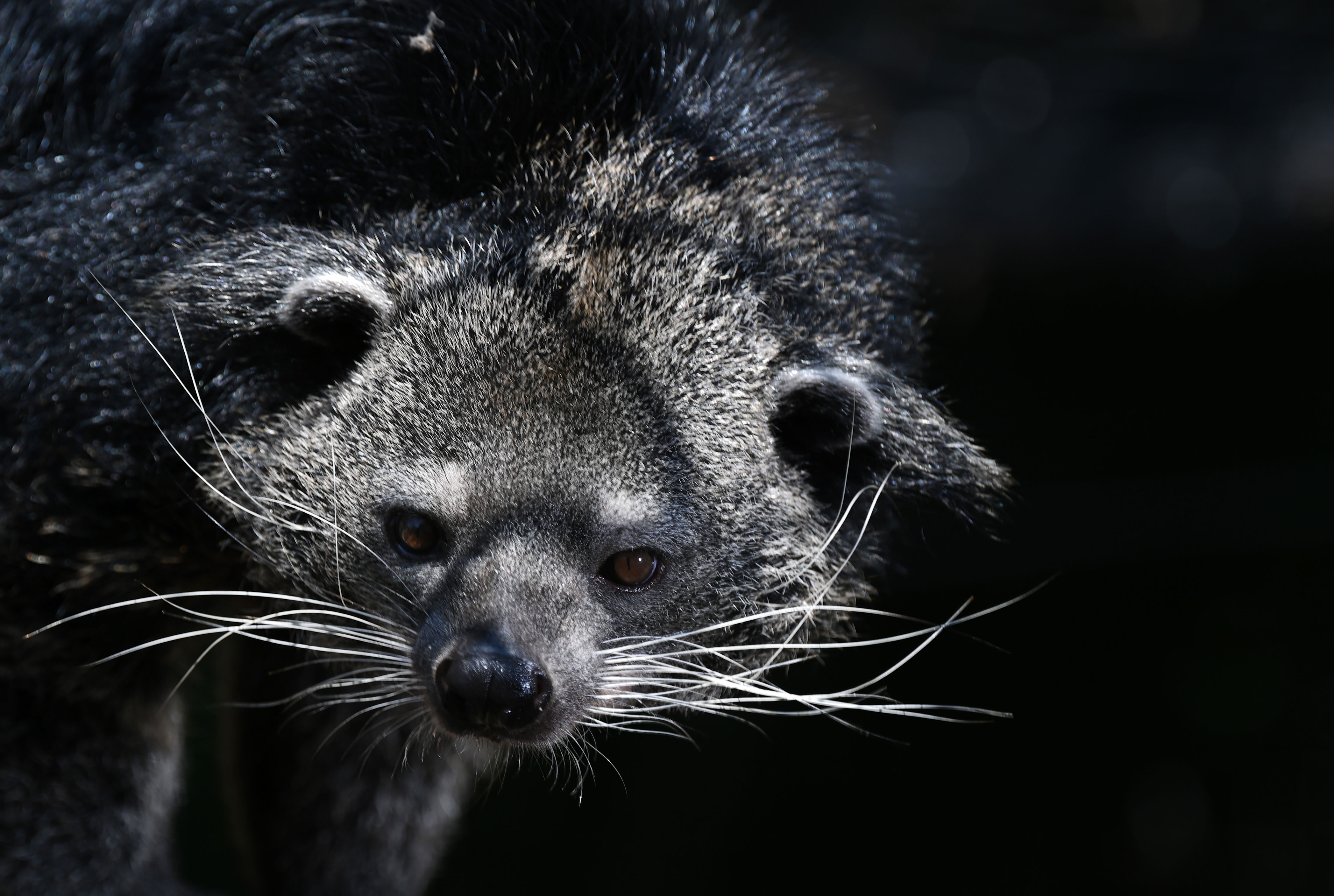 EVERY HYPERCHROME Color SHOWCASE.. Jailbreak (Roblox Jailbreak)