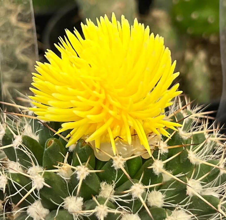 Shopper infuriated by 'disgusting' Home Depot product sold in most ...