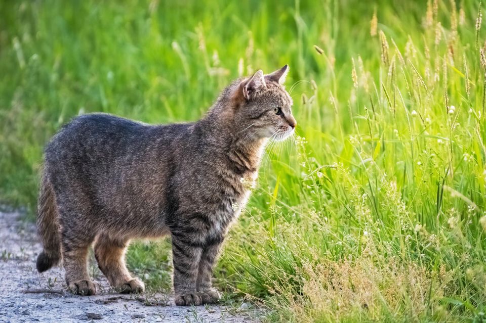 Besonderheit im Körperbau: Warum Katzen einen kleinen Schwabbelbauch haben