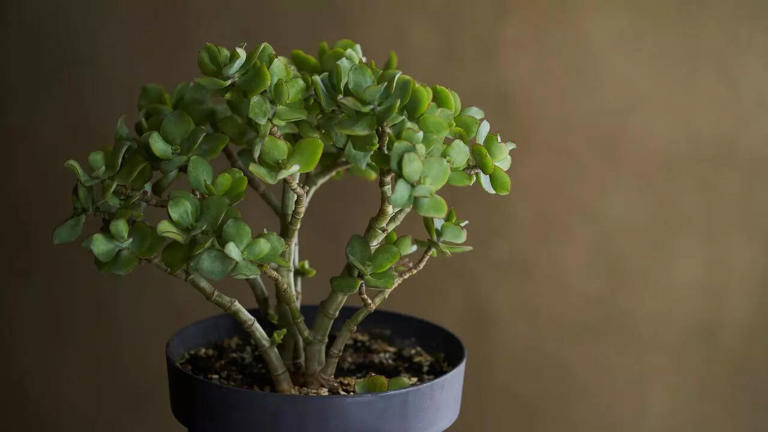 10 jade plant varieties to brighten your home with colour and positive ...