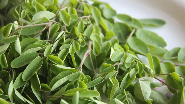 Can drinking moringa water in the morning lower blood sugar and ...