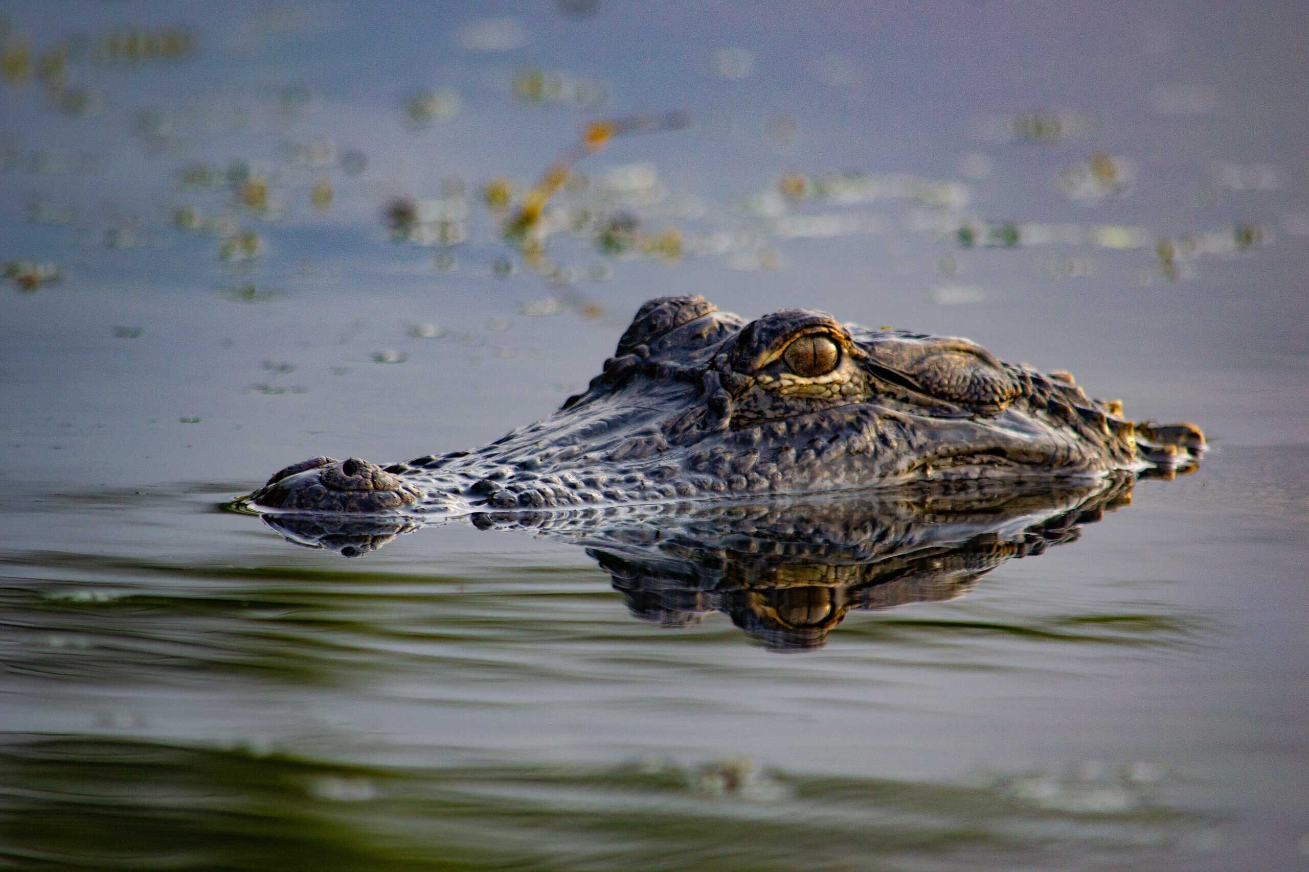 The top 5 most alligator-infested rivers in Florida