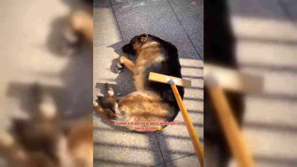 Ni barrer ni nada: este perro se rinde al placer de que lo acaricien ...