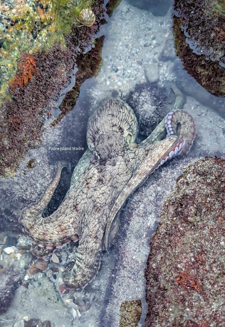 Check out this octopus found by a North Padre Island photographer