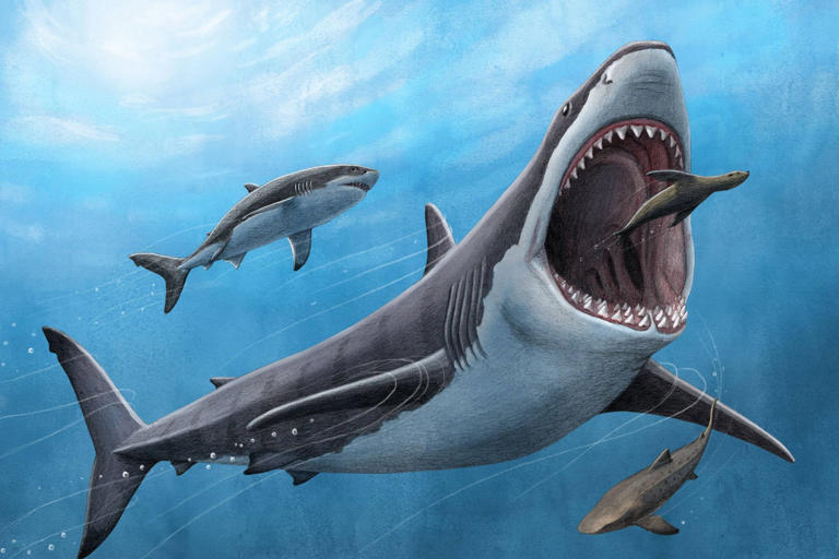 Researchers find monster shark that ruled the ocean before megalodon