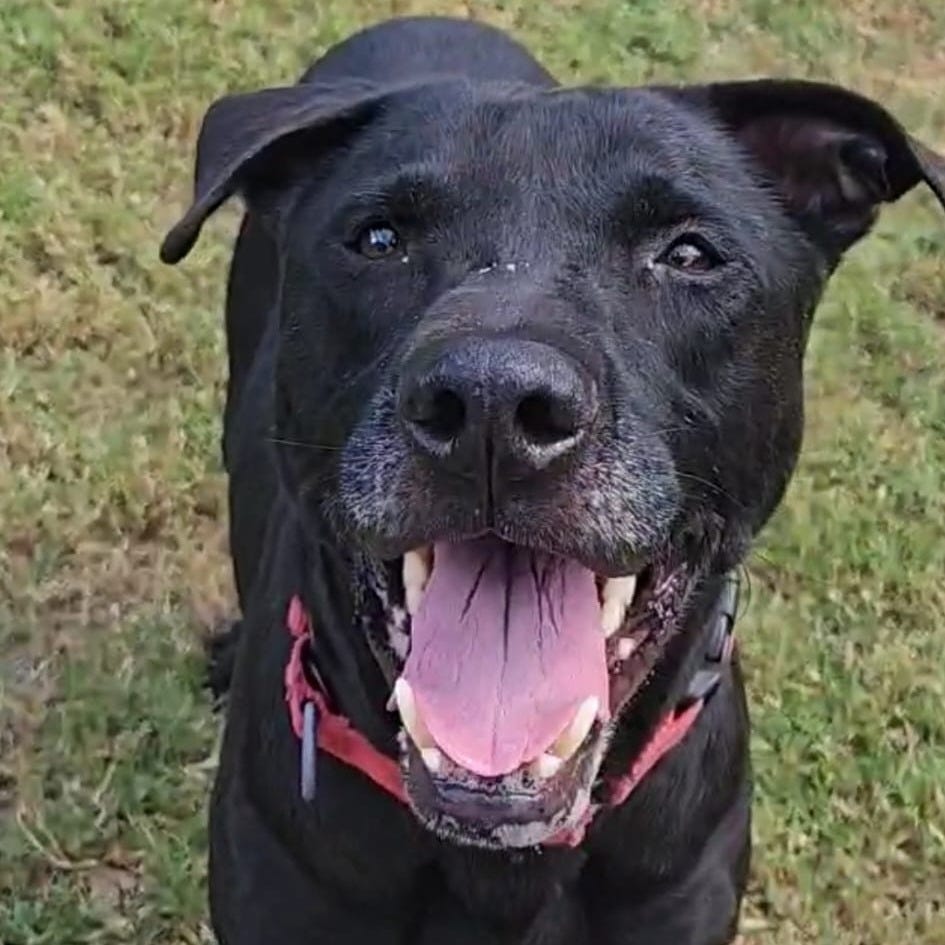 Meet Bob, a high-octane lab with a real talent as a baseball outfielder