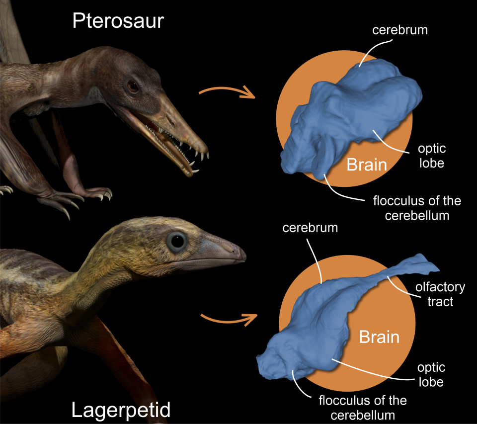 New Ohio study shows how pterosaurs evolved brains for flight