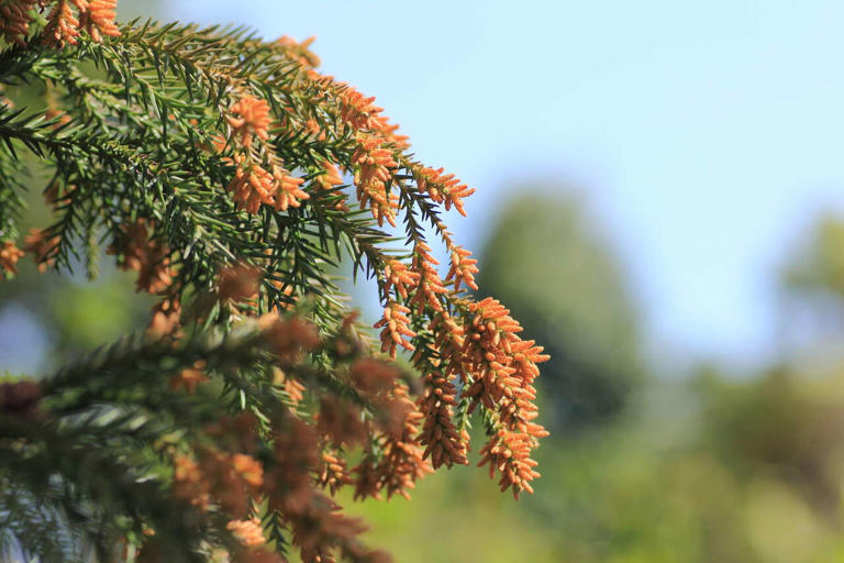 Cedar fever returns to Texas - here's what to expect as symptoms surge
