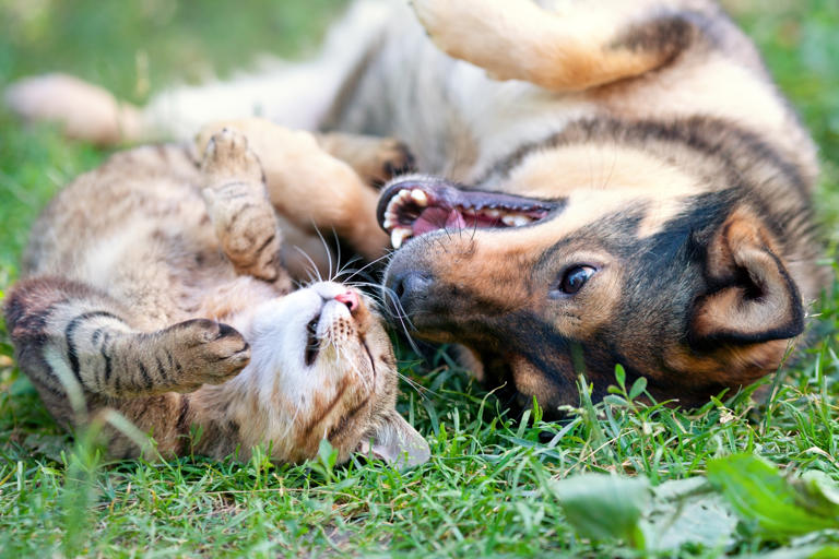 Vet shares the most-playful cat breeds for dog people