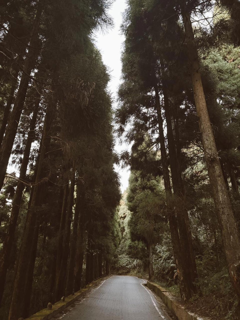 I visited Dow Hill, India's most haunted hill forest. And then ...