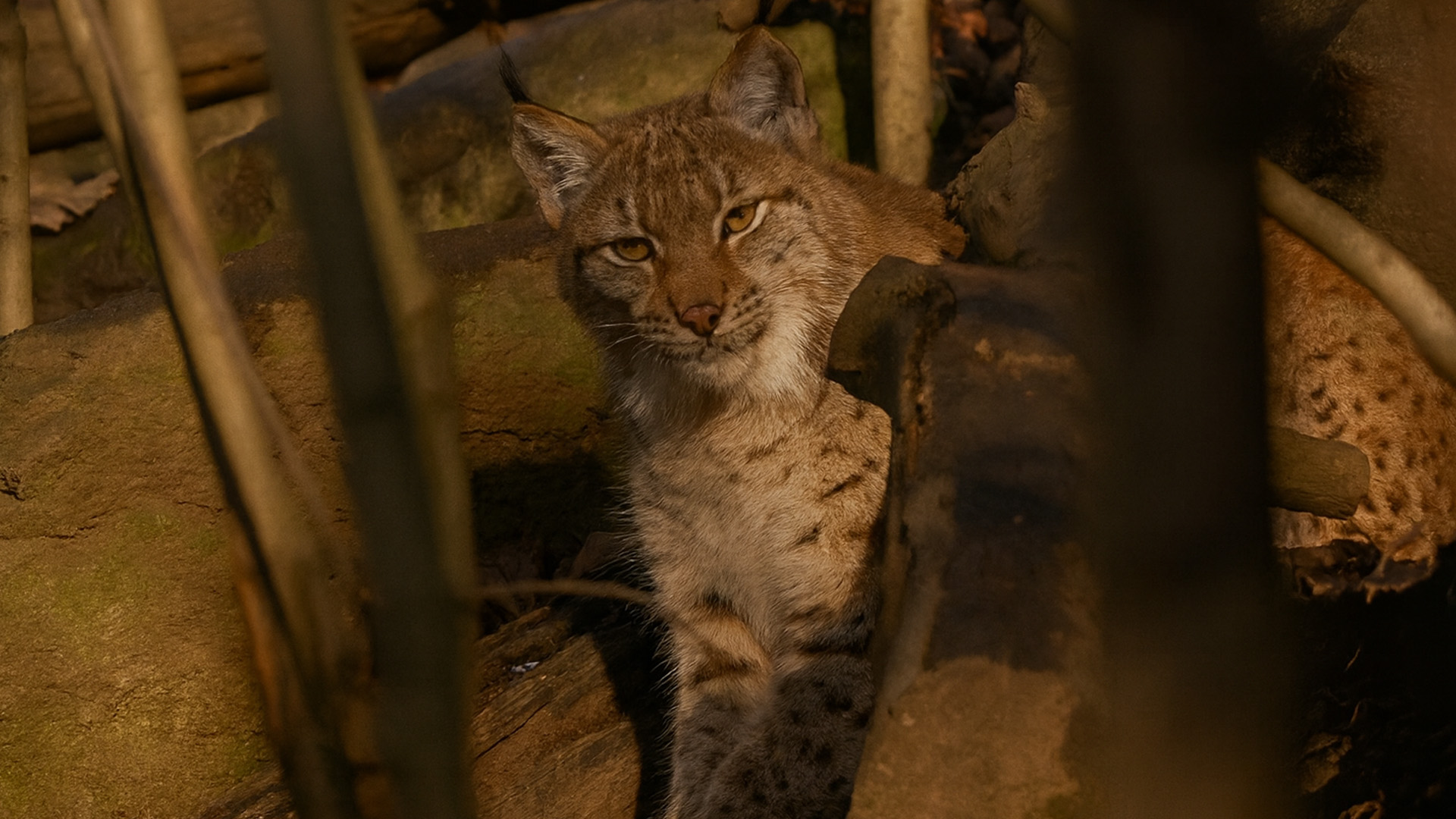 Lynx kijkt stilletjes vanuit de schaduw