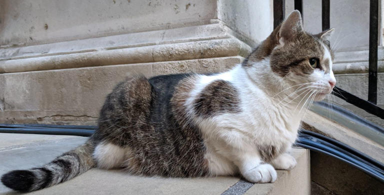 Russian media twist Larry the cat into propaganda