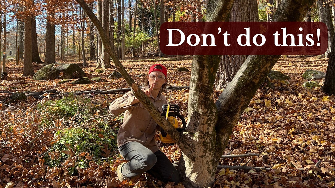 Prune your tree limbs & branches correctly with this easy to follow ...