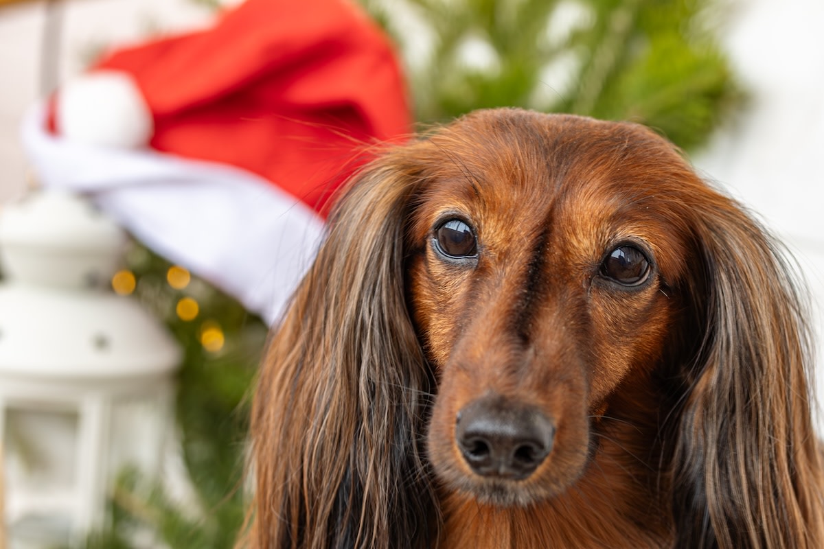 Dachshund starts putting her toys under the Christmas tree like little ...