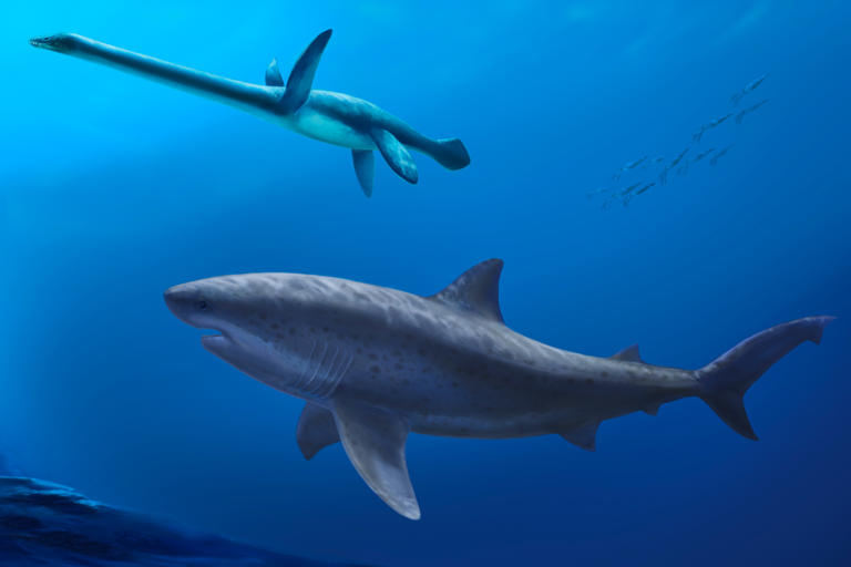 Monstrous shark ruled ancient Australian seas before megalodon ...