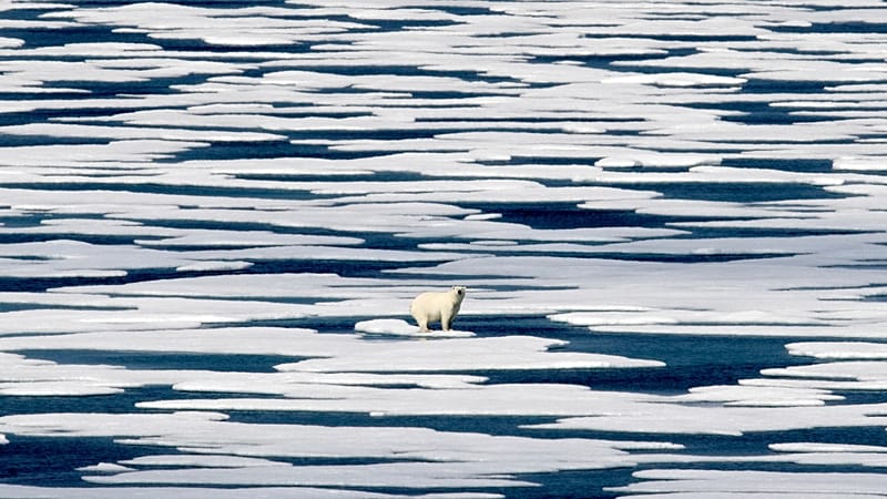 Polar bears may be adapting to survive warmer climates thanks to their ...