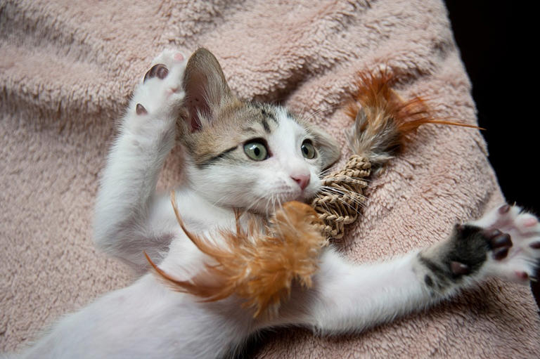 Vet shares the most-playful cat breeds for dog people