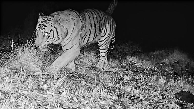 Eco Watch | A Himalayan mystery: Tiger in the glaciers