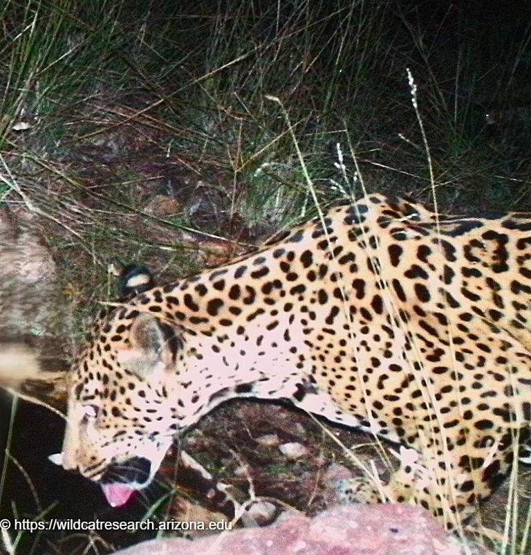 Follow jaguars through the borderlands in new documentary