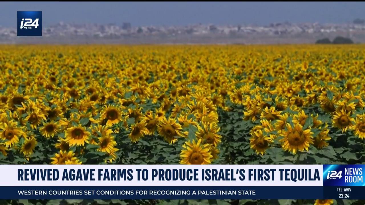 Revived agave farms to produce Israel's first tequila