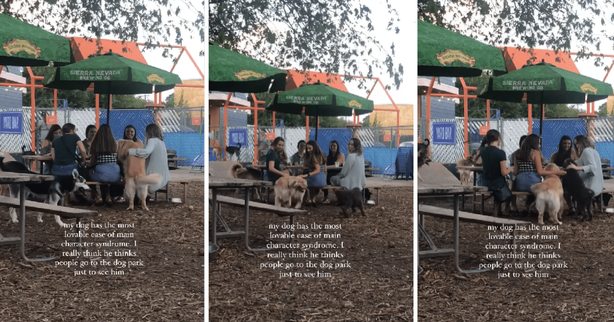 Video: Dog has 'most lovable case of main character syndrome'