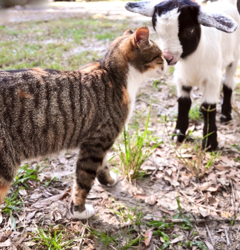 Kitten copying baby goat’s hops is the cutest thing you’ll see today