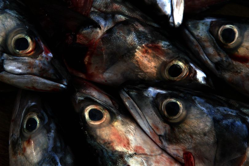 Rogue fish-selling racket leaders jailed after conning vulnerable ...