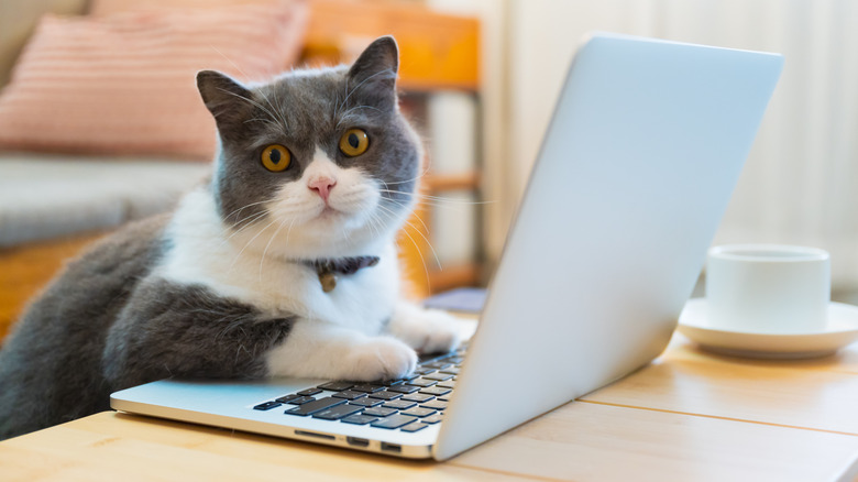 The unexpected reason your cat keeps interrupting your work calls