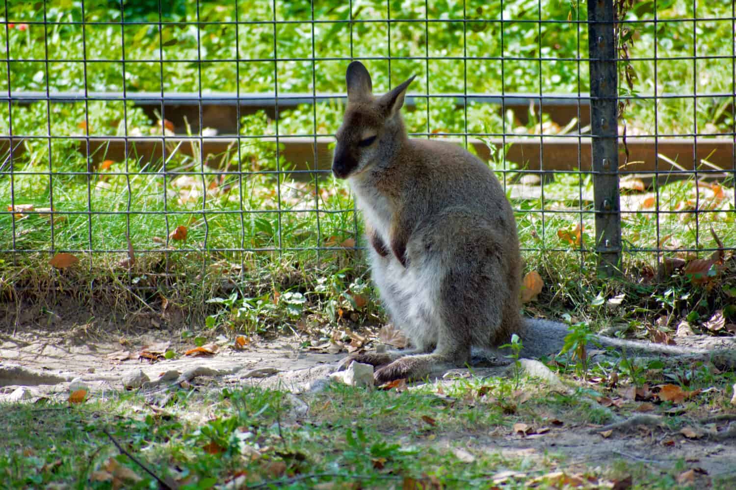 The oldest zoos in the Pacific Northwest and beyond