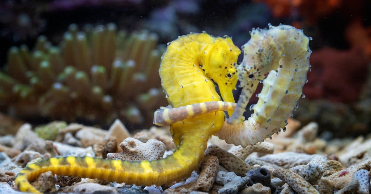 Mates for life: These animals are 100% monogamous