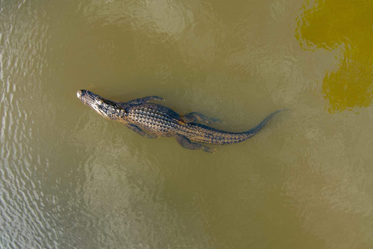 7 tough animals that freeze and come back to life
