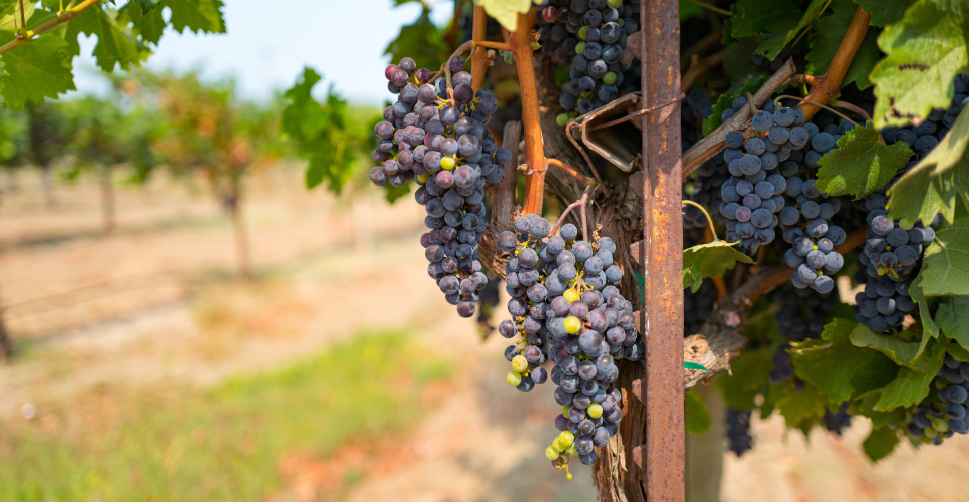 Follow the most popular wine routes in the world