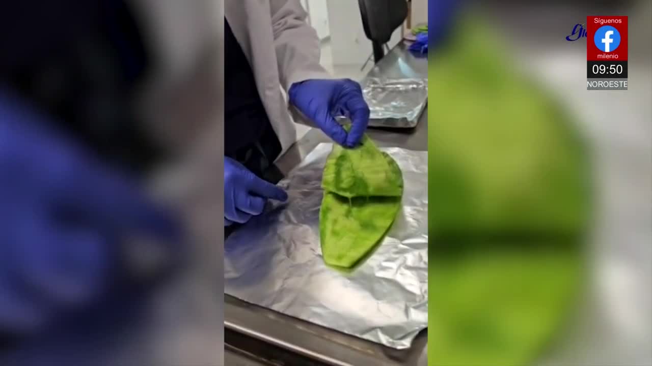 Suplemento de nopal podría prevenir obesidad durante el embarazo