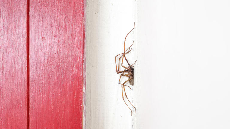 Stop spiders from making your home their winter retreat with an ...