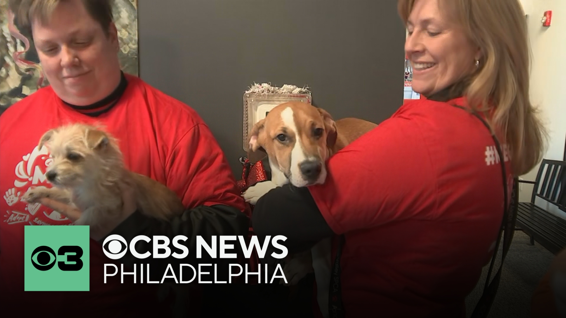 Meet some of the adoptable pets in Brandywine Valley SPCA's mega ...