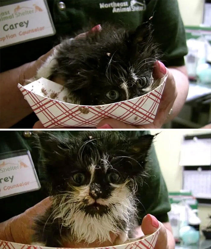 37 times cats made a mess when eating and owners just had to share pics
