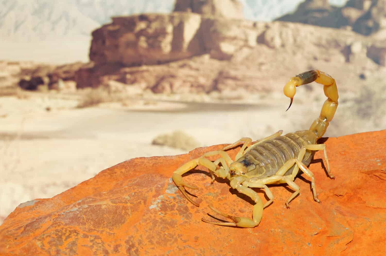 25 tough animals that call the Sahara Desert home