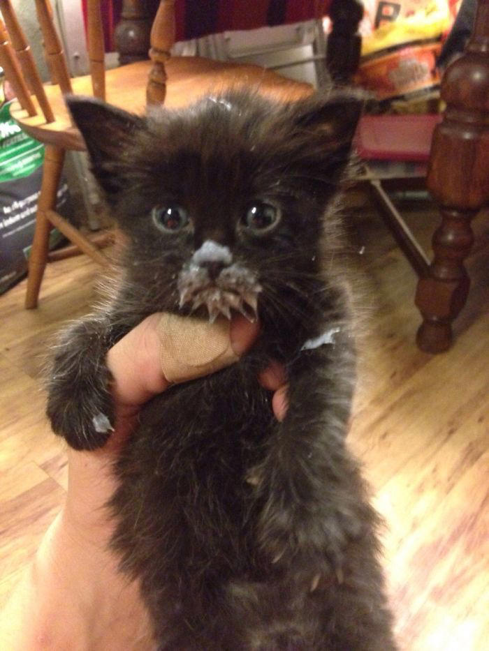 37 times cats made a mess when eating and owners just had to share pics