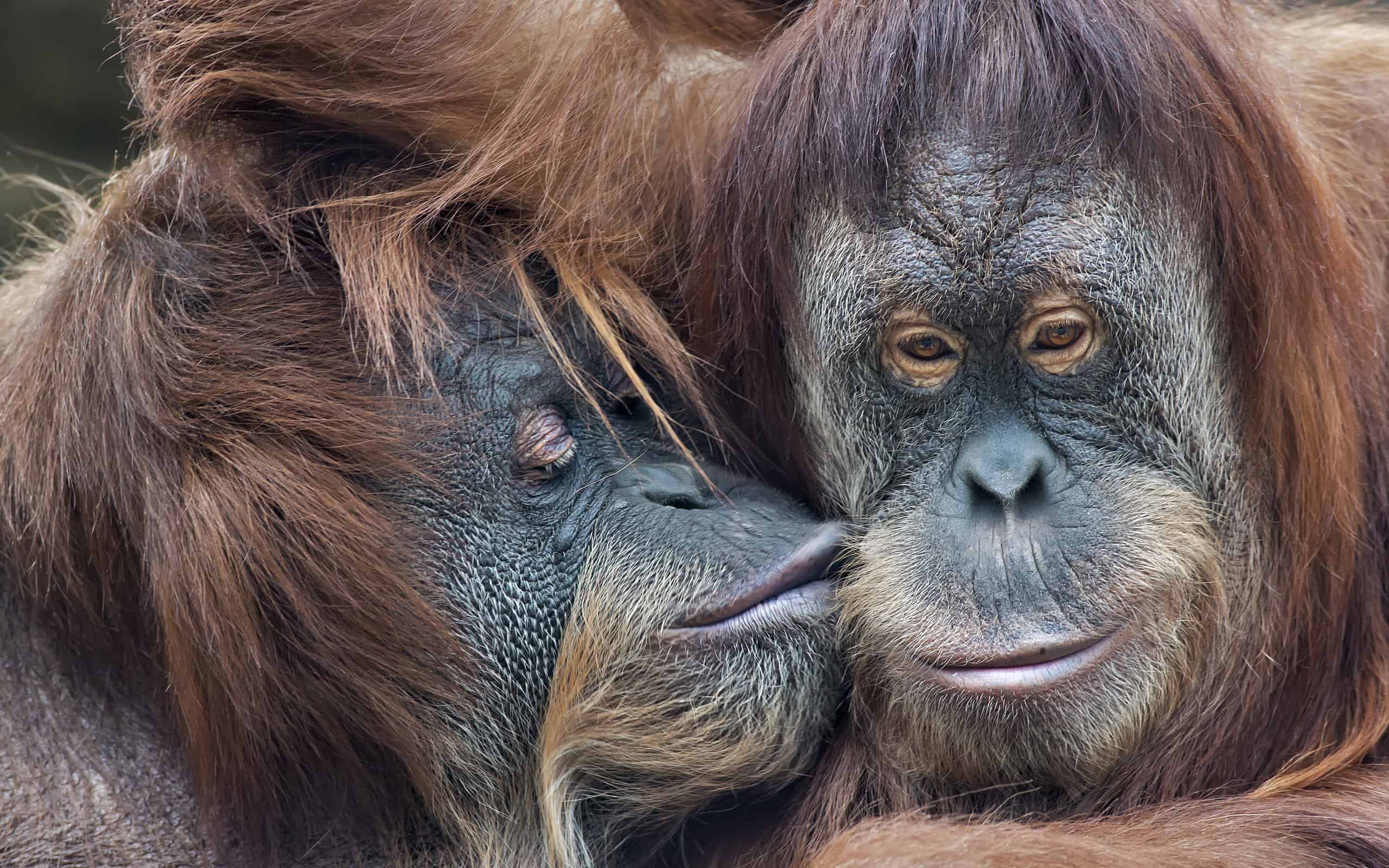 Mates for life: These animals are 100% monogamous