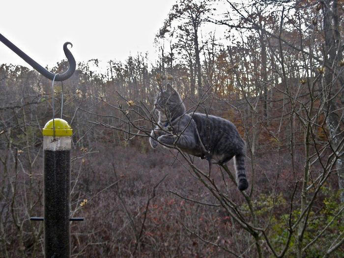 30 pics of birds that just happen to look like cats