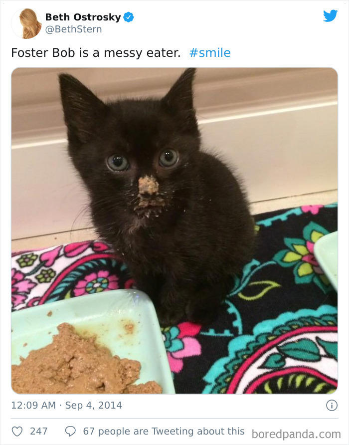 37 times cats made a mess when eating and owners just had to share pics