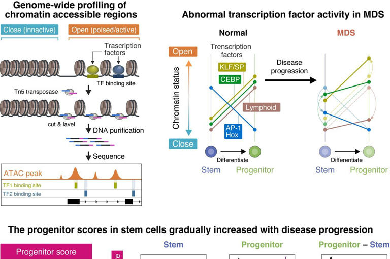 Chromatin accessibility maps reveal how stem cells drive ...