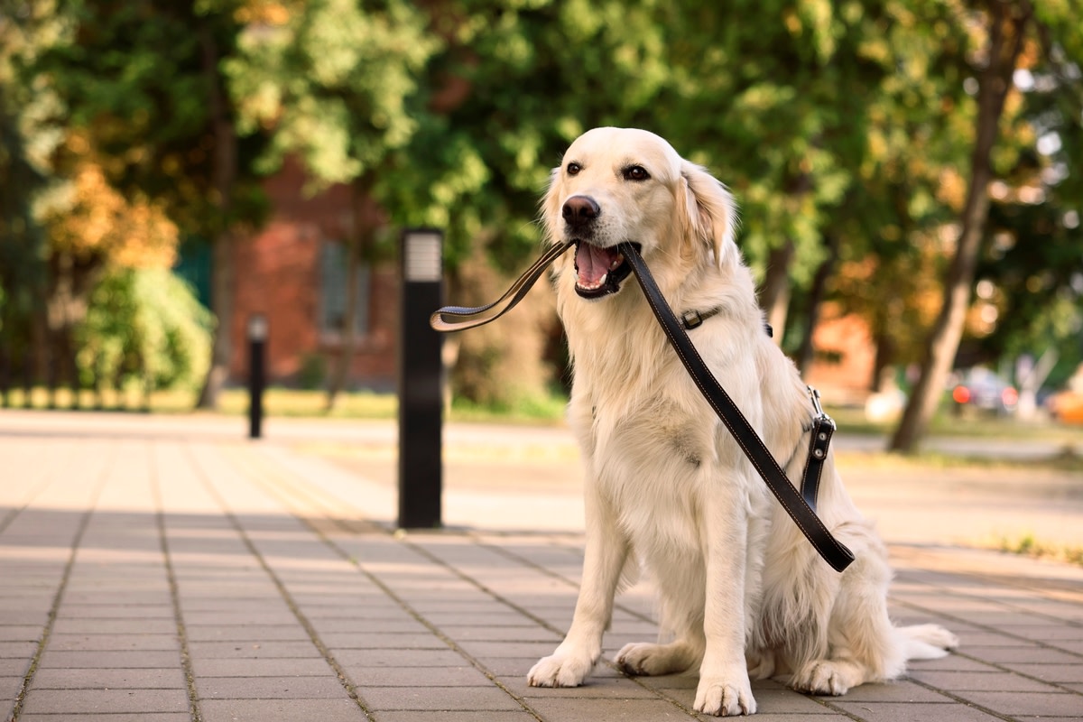 Golden retriever wants senior citizen's walking stick and it's hilarious