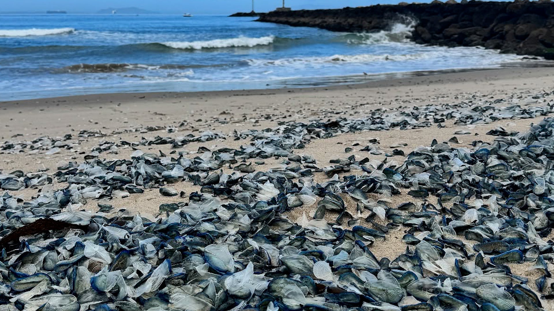 Bizarre sea creatures wash ashore on California coast