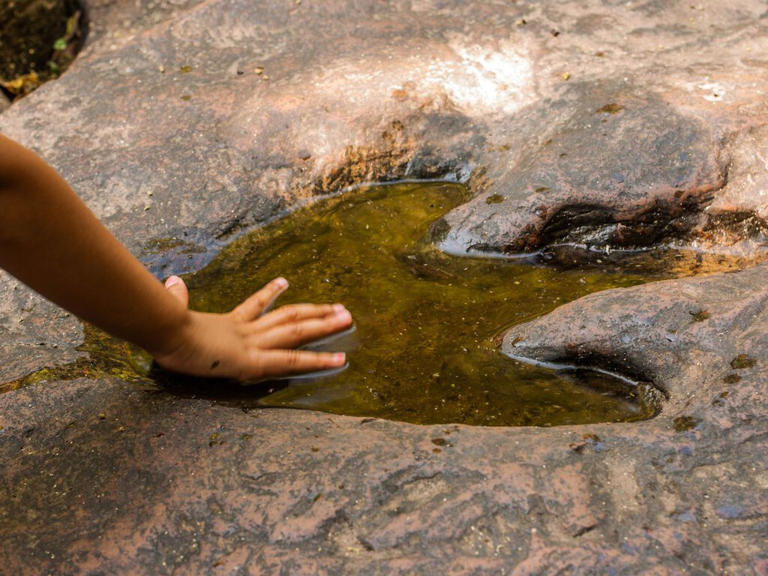 Huellas de dinosaurios en Puebla: confirman rastros de herbívoros ...