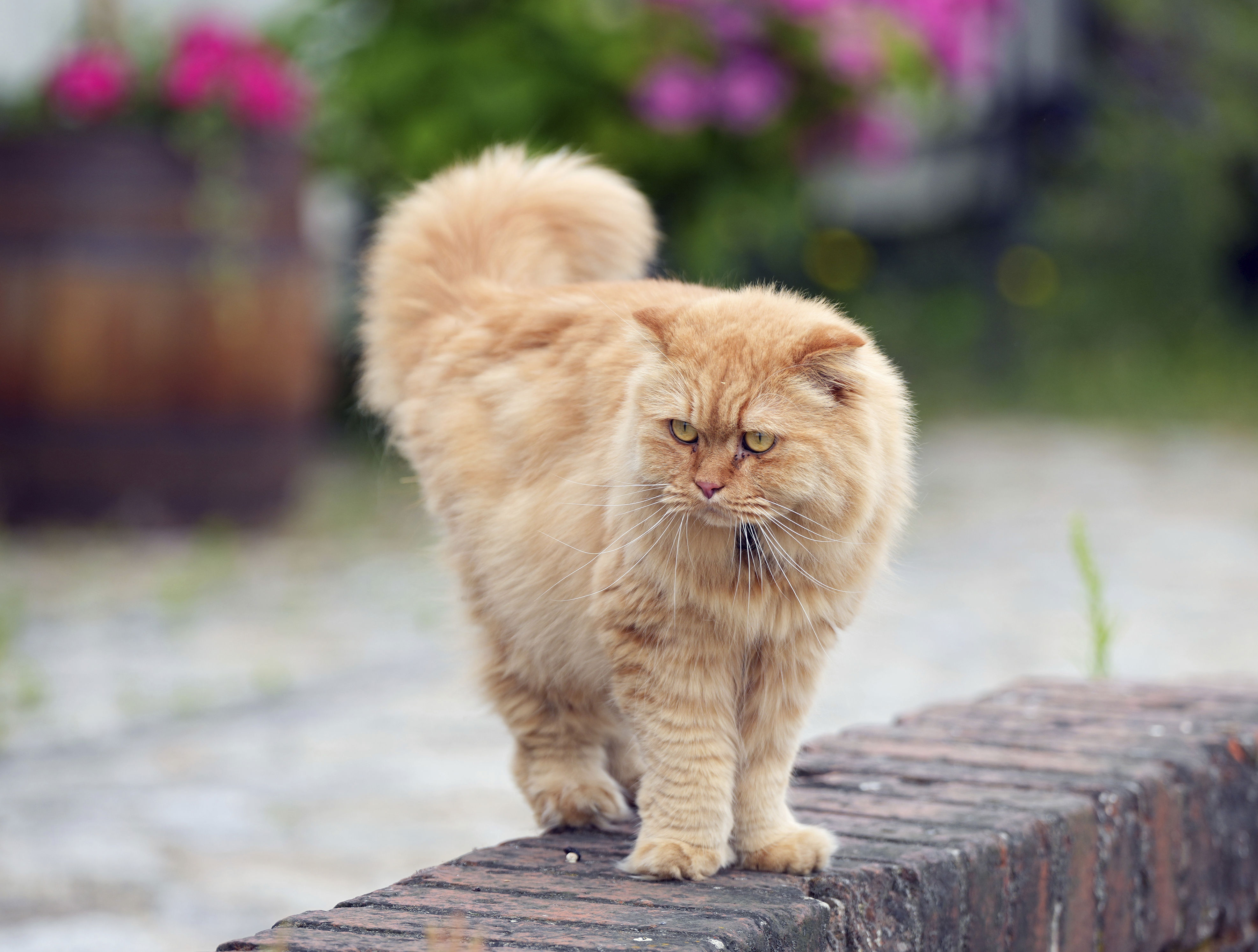 MEOW-1 trial starts: What to know about "cat Ozempic"