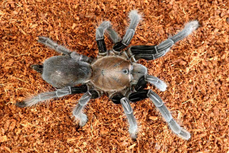 The complete list of tarantula species in Australia and Oceania