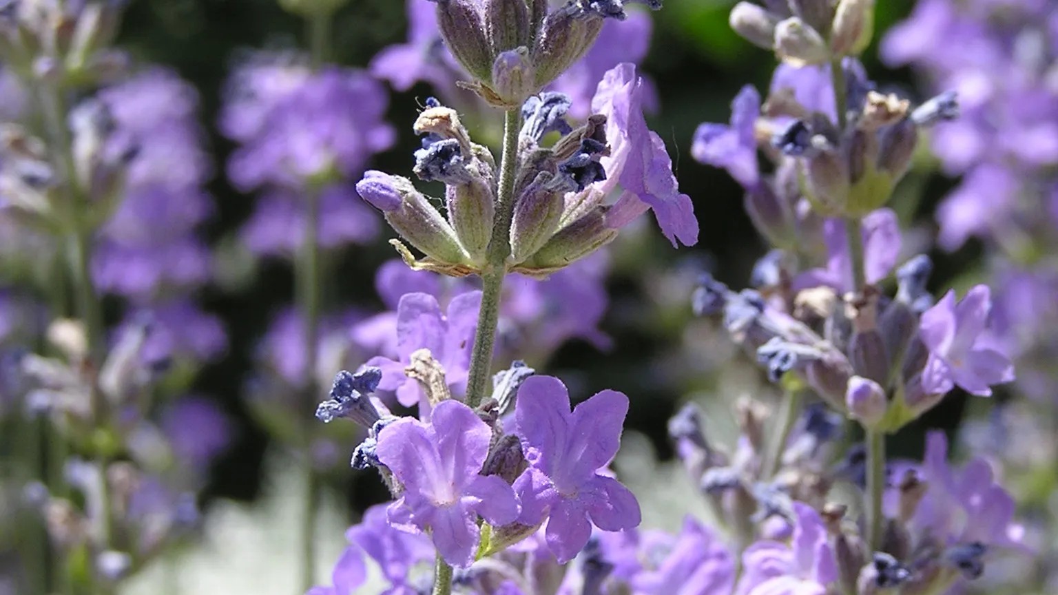 Best bedroom plants that can improve your sleep