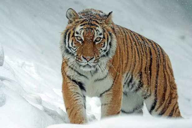 Siberian tigers are disappearing: Here’s what’s killing them