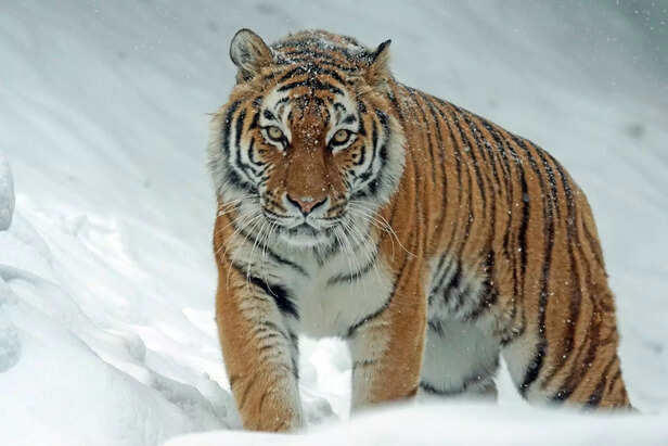 Siberian tigers are disappearing: Here’s what’s killing them
